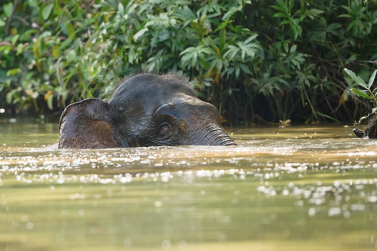 Pygmy Love | Lost & Found