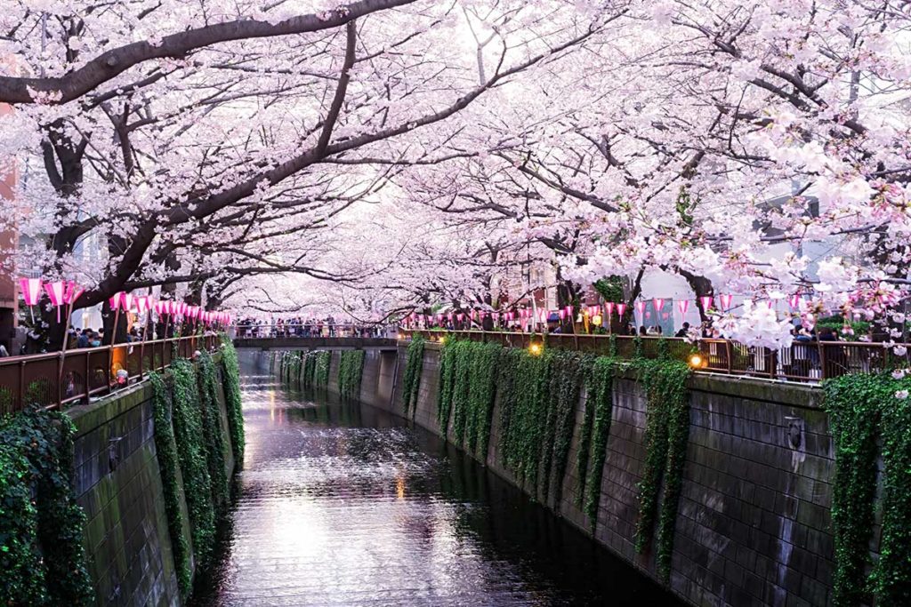 Hanami Time | Lost & Found